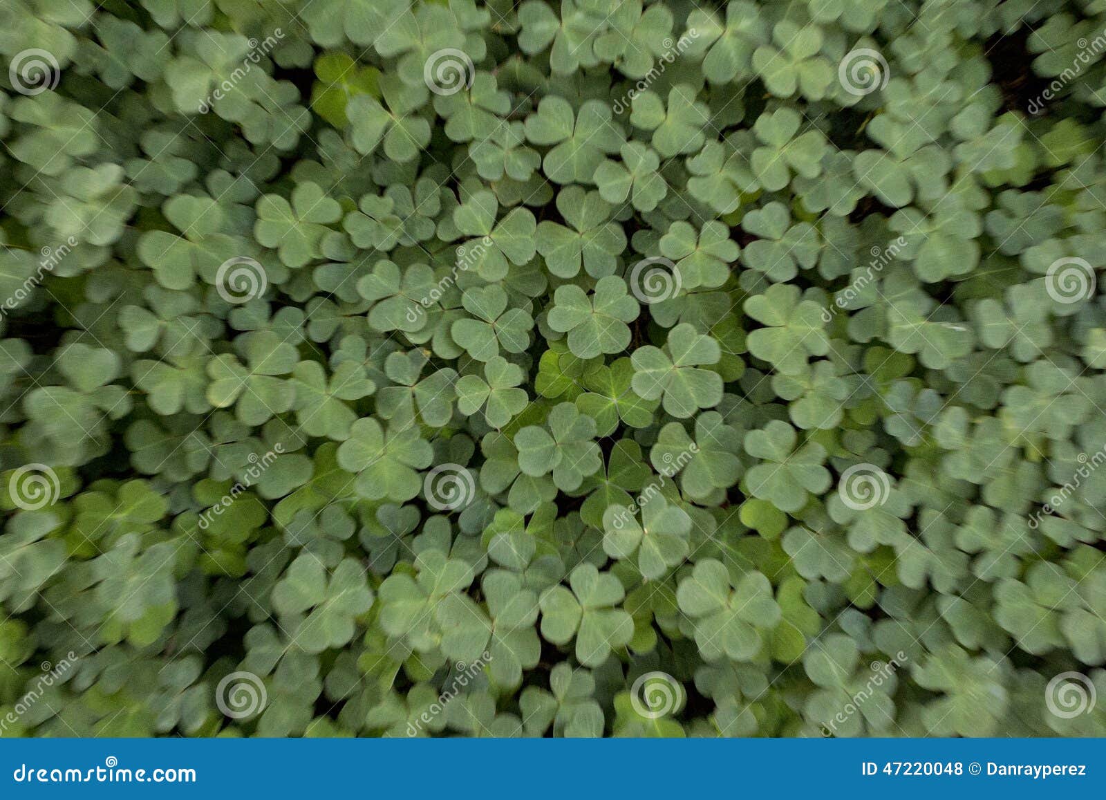 Clover Feild stock photo. Image of saint, zoom, clover - 47220048