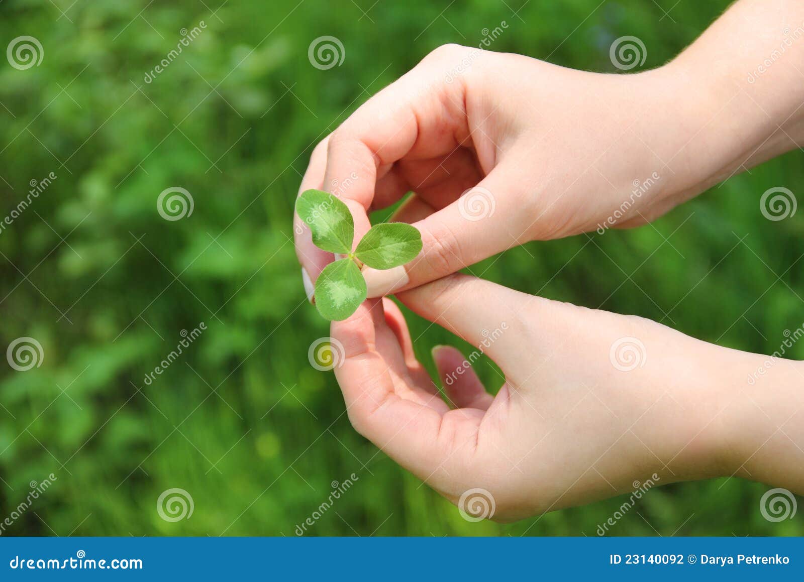 Clover in female hands stock photo. Image of clover, natural - 23140092