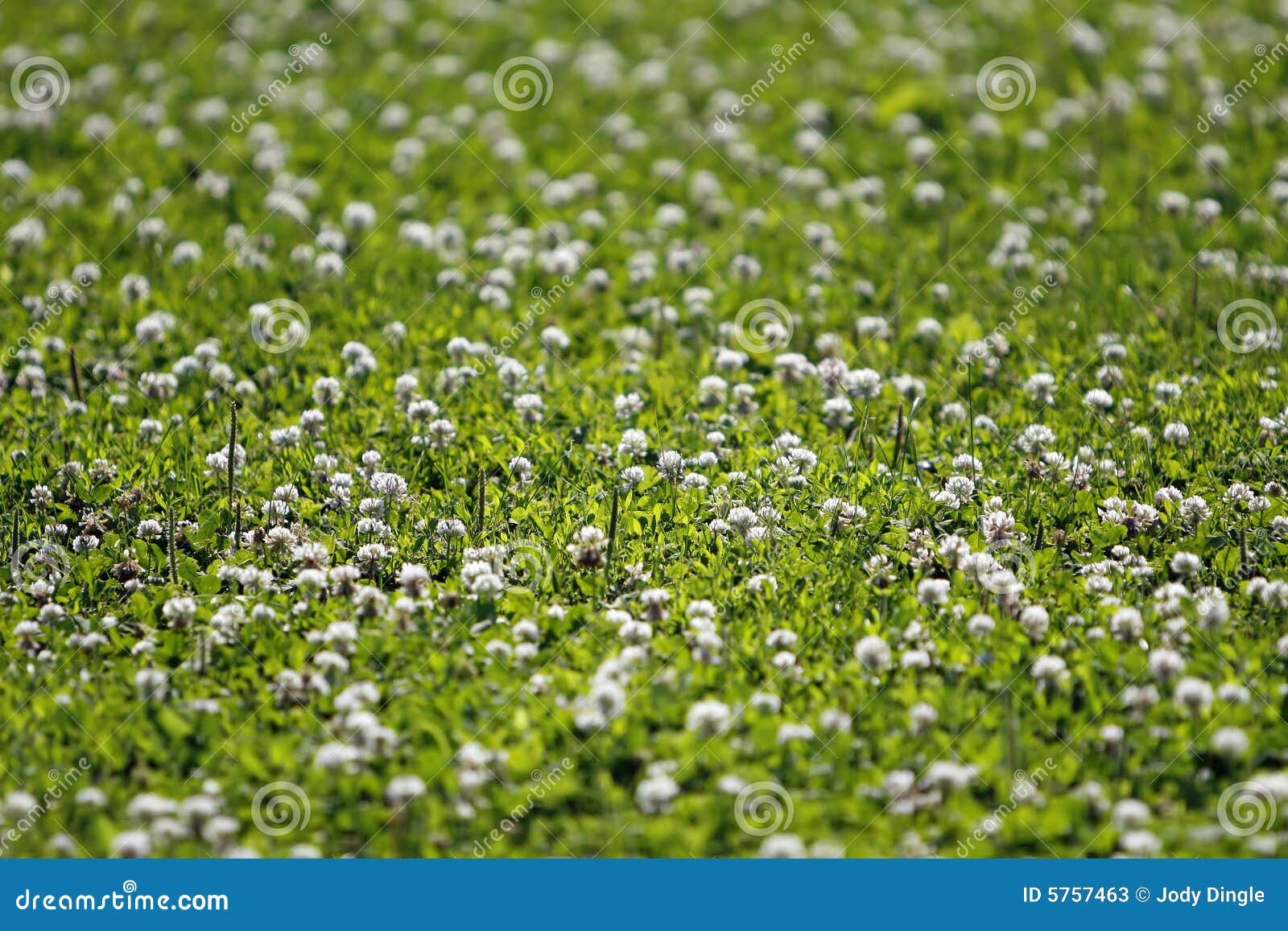Clover Field stock image. Image of field, crop, landscape - 5757463