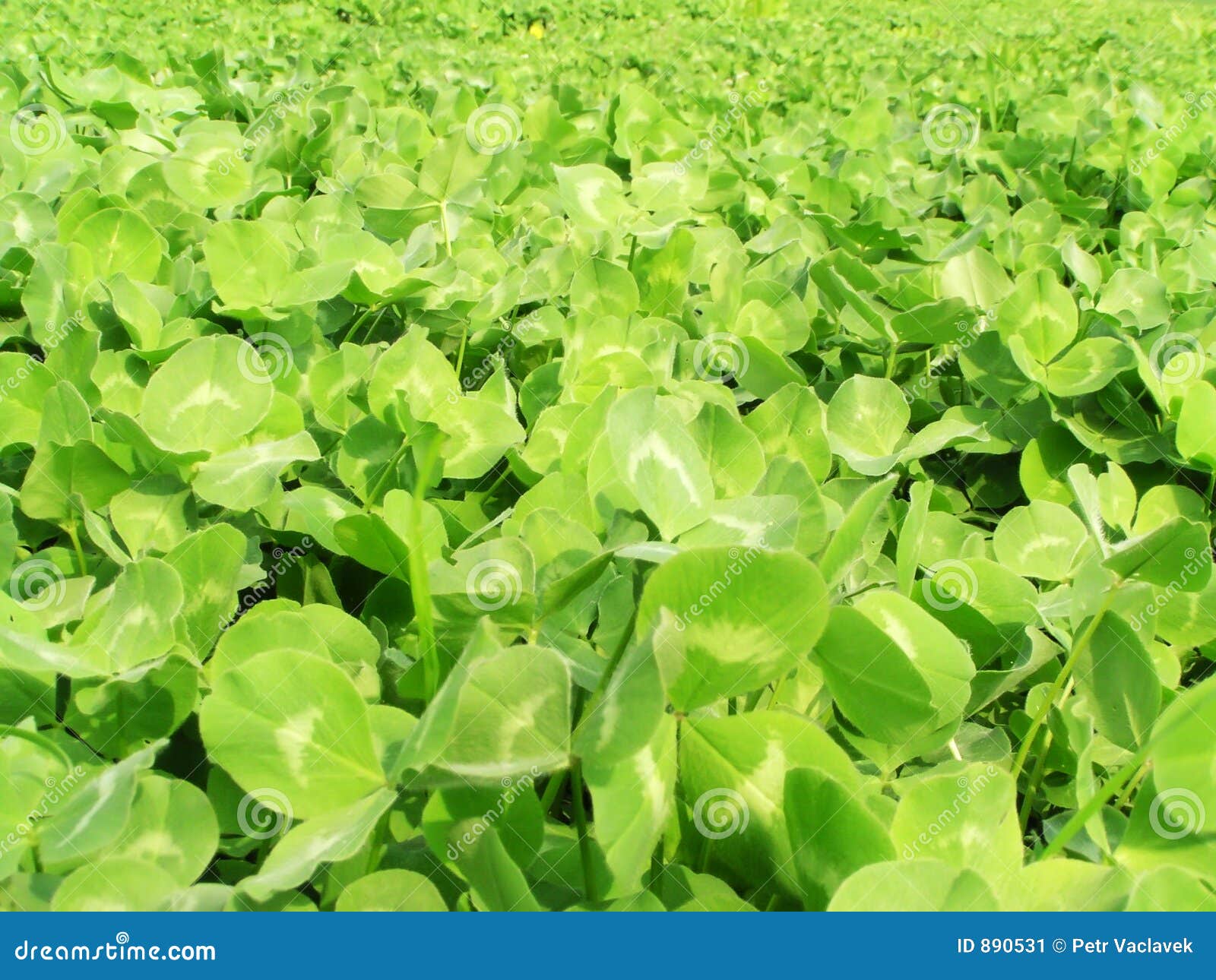 Clover field stock image. Image of leprechaun, botany, foil - 890531
