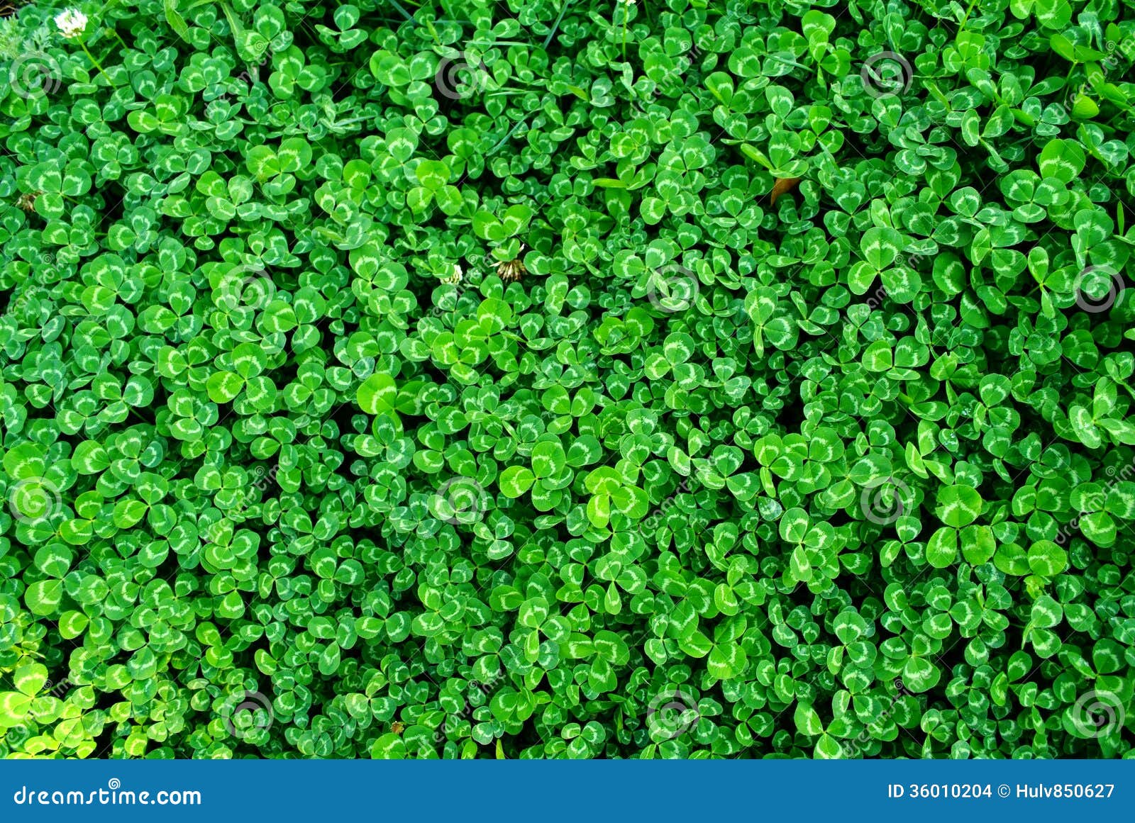 Clover Field Background stock photo. Image of flora, backdrop - 36010204