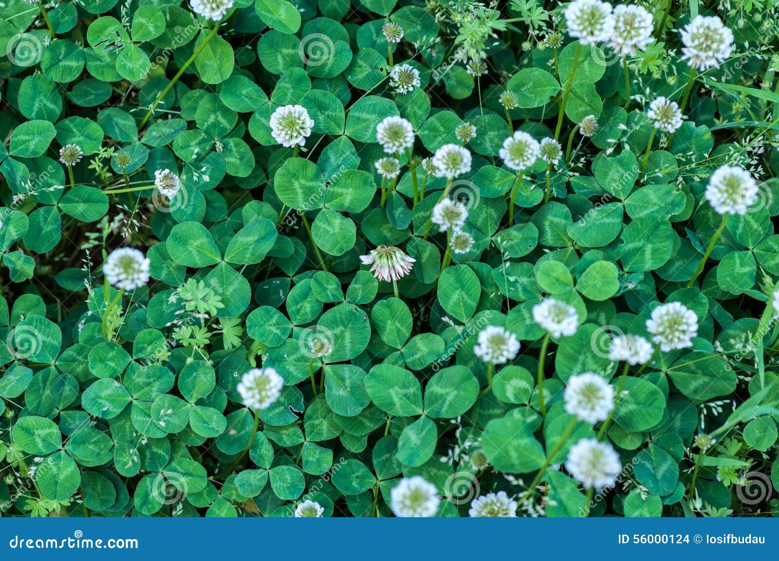 Clover field stock photo. Image of droplets, trifolium - 56000124