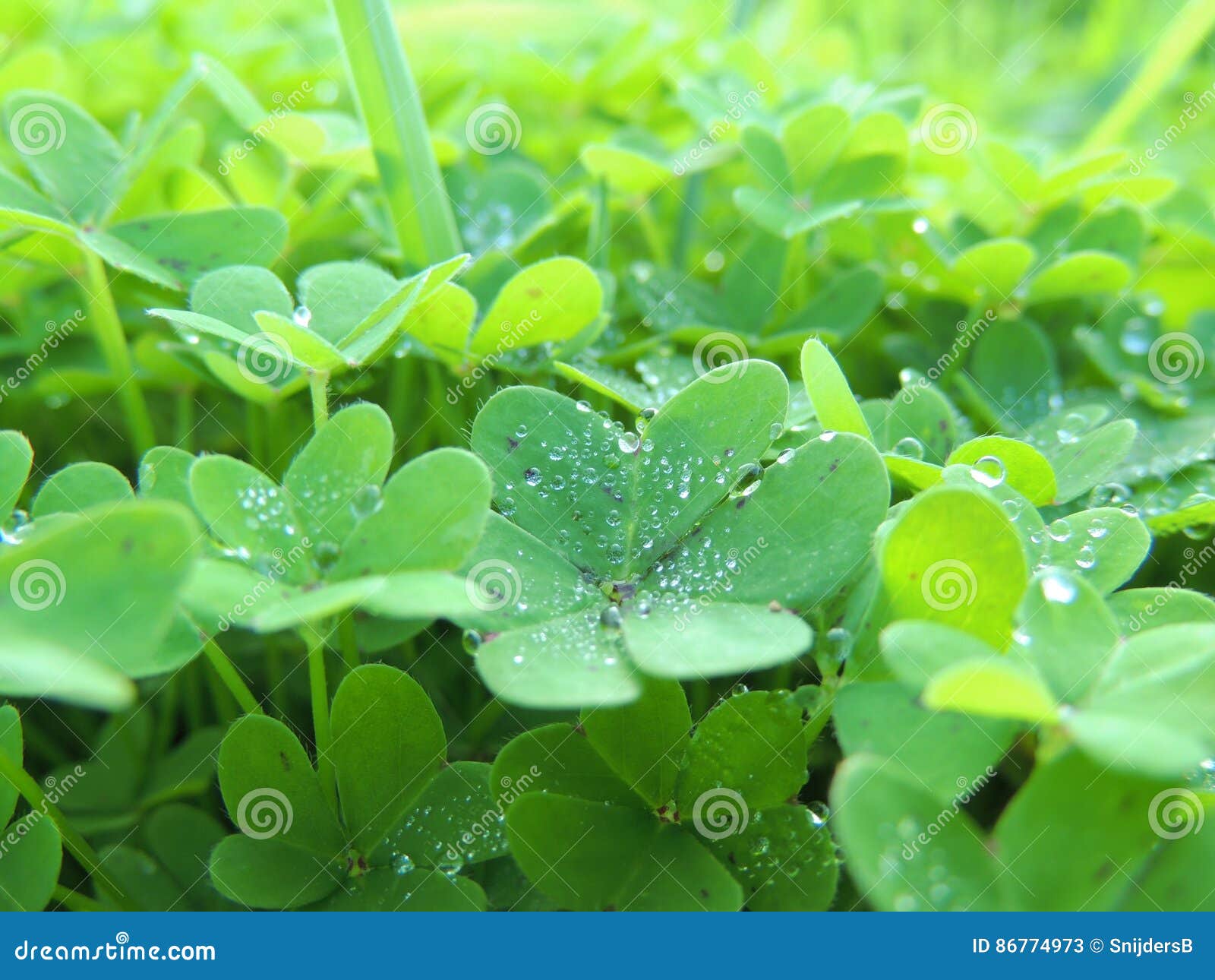 Clover field after rain stock image. Image of raindrops - 86774973