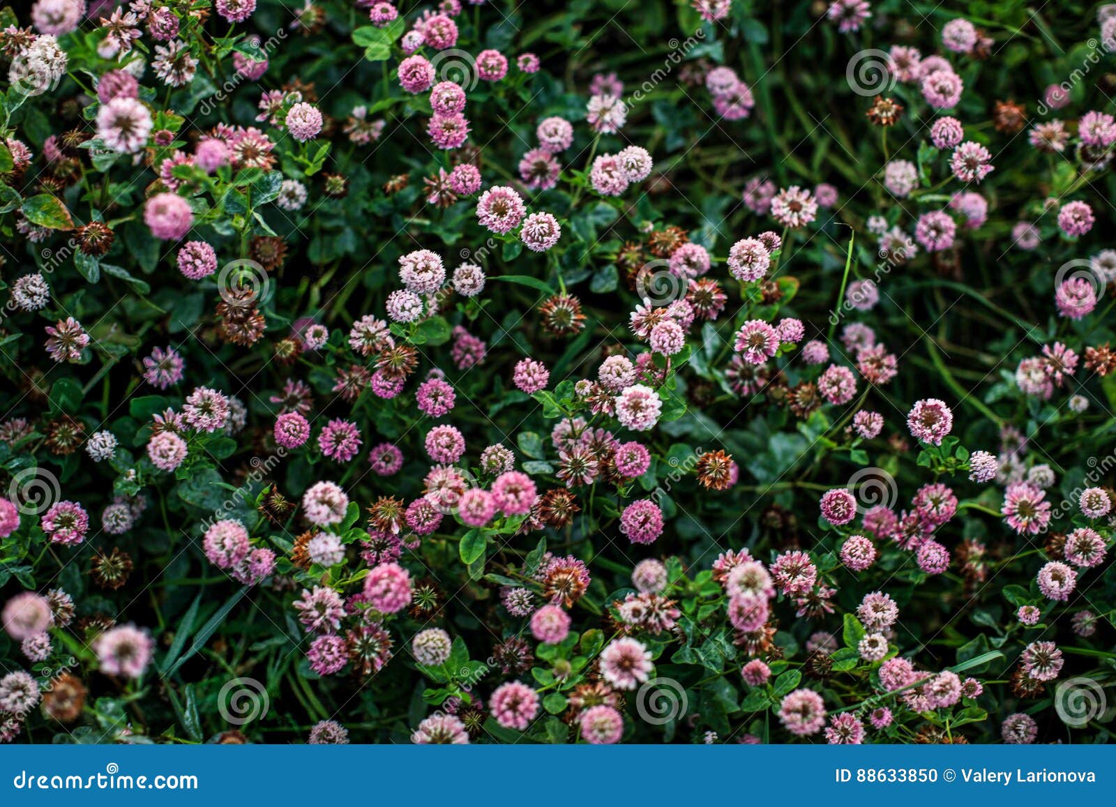 Clover fields stock photo. Image of russia, field, nature - 88633850