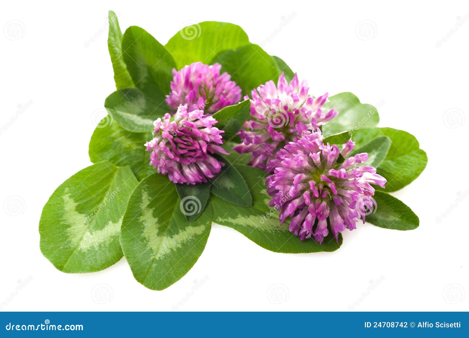 Clover flower stock photo. Image of floral, meadow, grass - 24708742