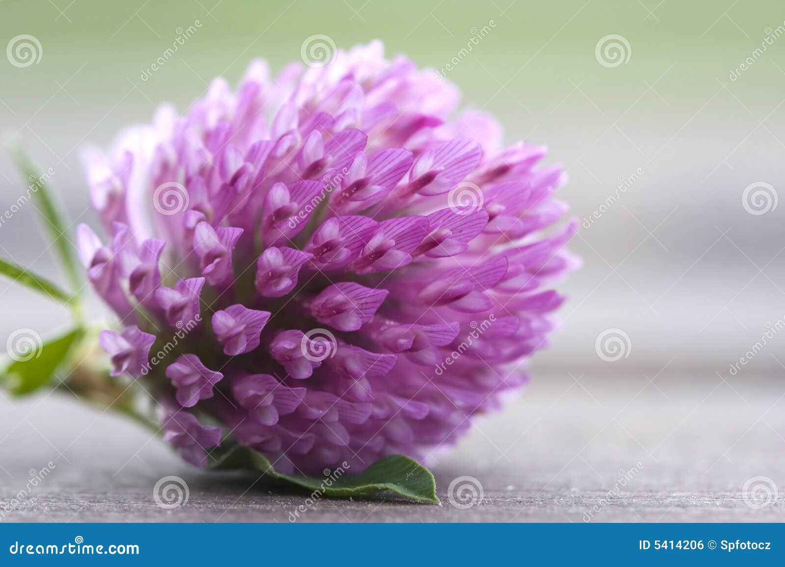 Clover Flower stock photo. Image of blooms, environmental - 5414206