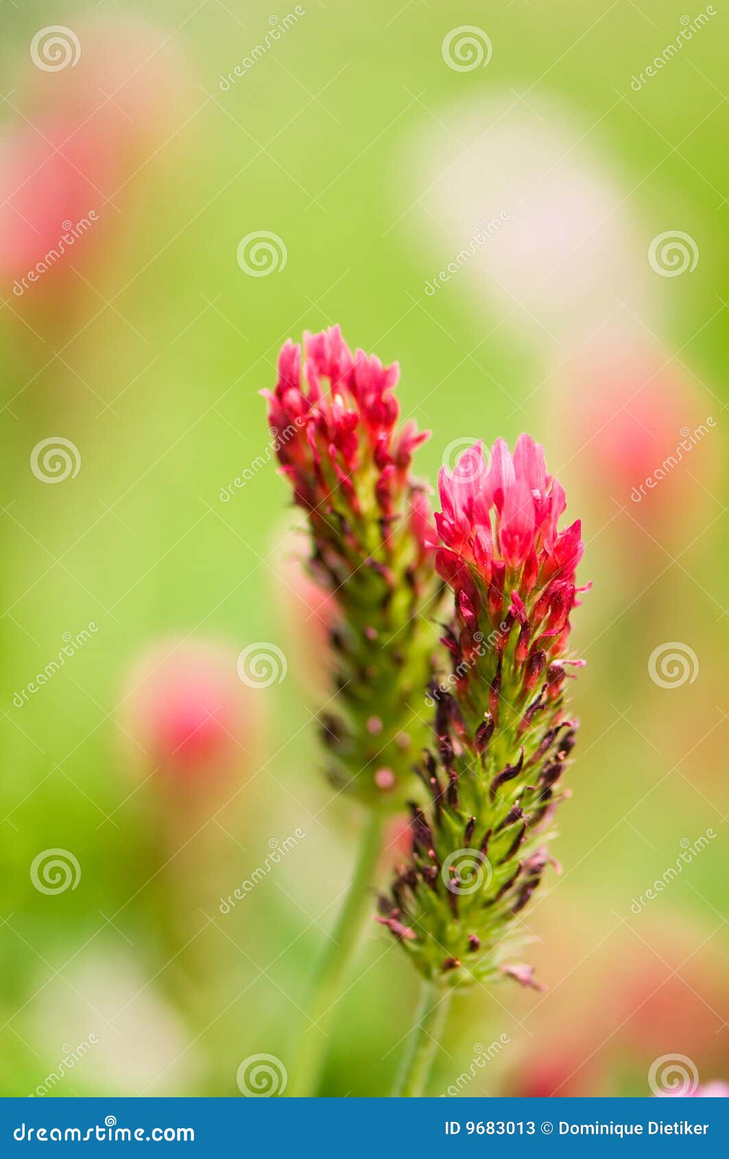 8,624 Legume Flower Stock Photos - Free & Royalty-Free Stock Photos ...