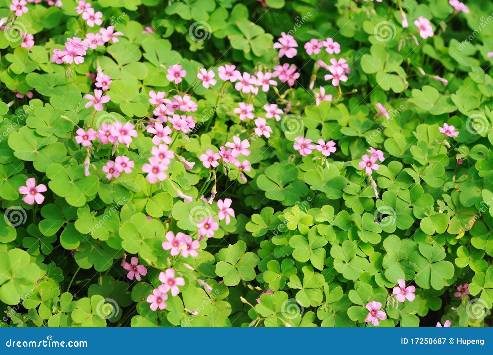 Clover flower background stock image. Image of garden - 17250687