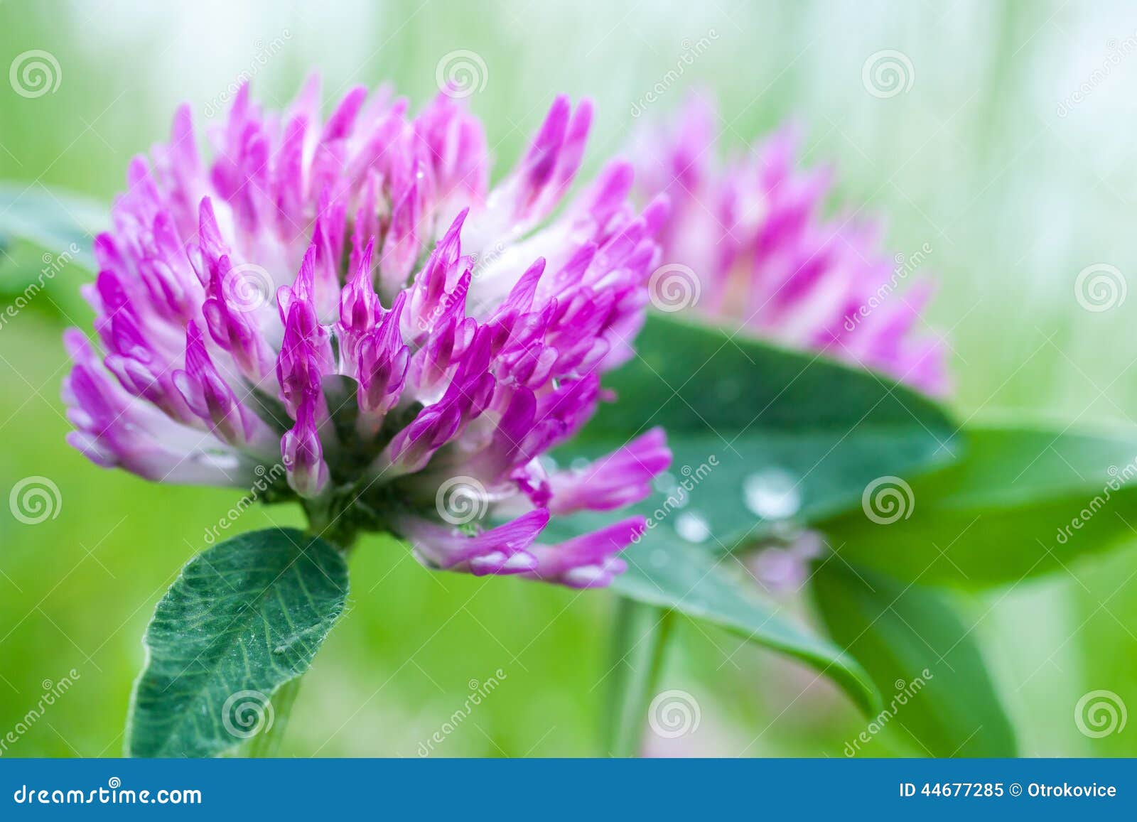 Clover flower stock image. Image of flora, natural, herbal - 44677285