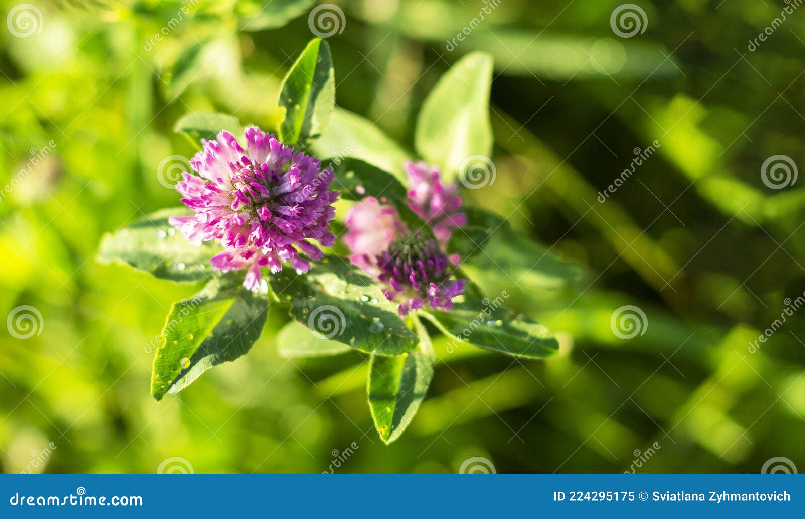 Clover Flower in Early Spring in Sunny Weather Stock Image - Image of ...