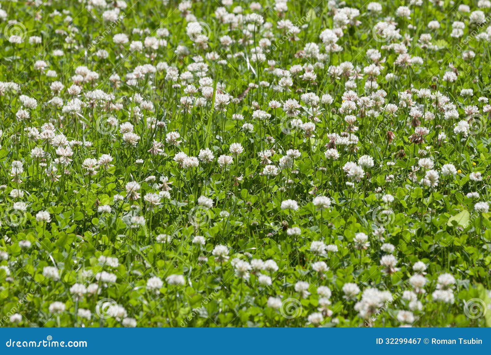 Clover flower field stock image. Image of foliage, clover - 32299467