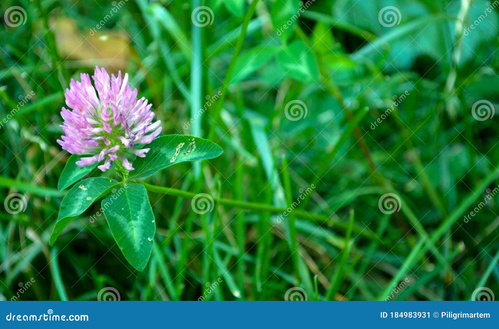 Clover flower in the grass stock image. Image of summer - 184983931