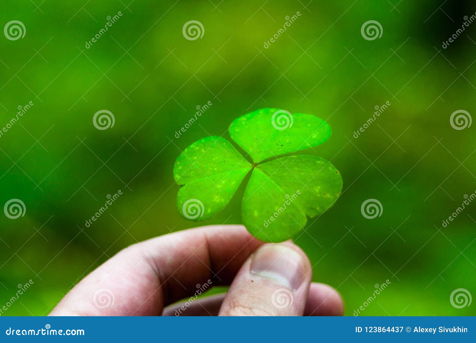 Clover flower in hands stock image. Image of hold, blur - 123864437