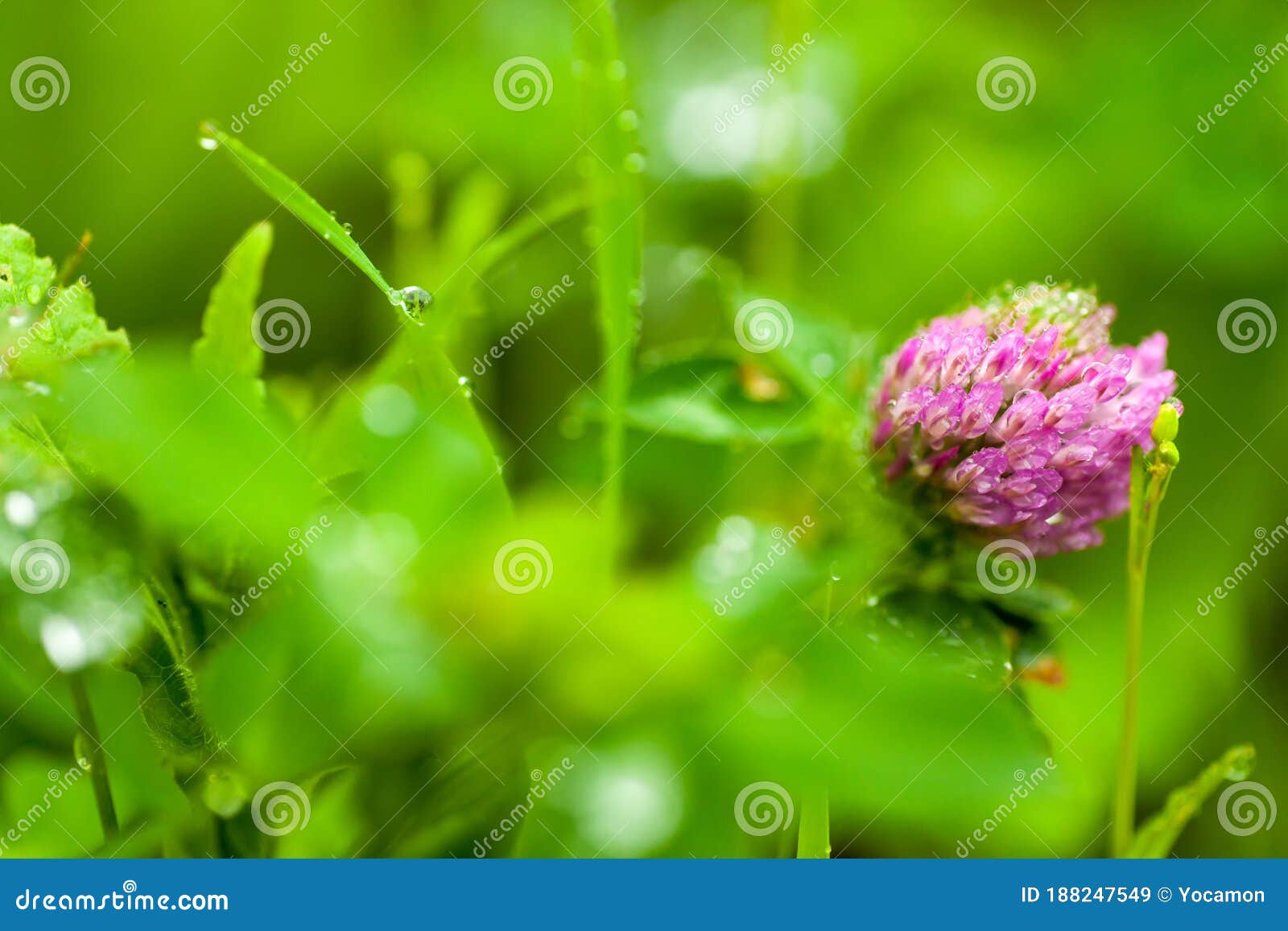 Clover Flower during Raining Day Stock Image - Image of macro, purple ...