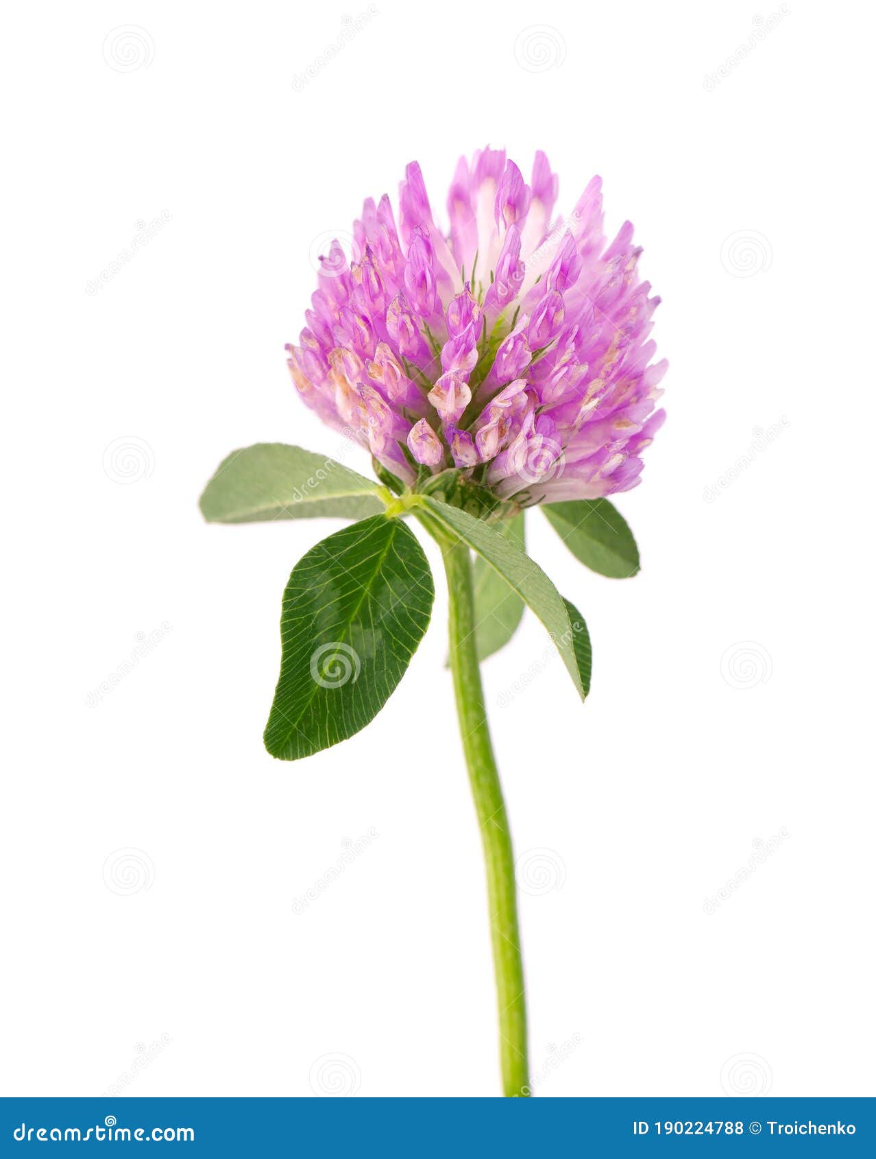 Clover Flower on a Stem with Green Leaves, Isolated on White Background ...
