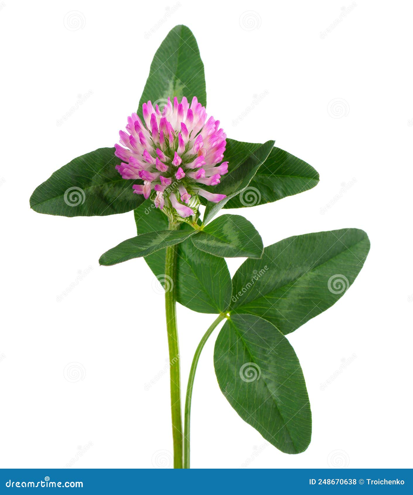 Clover Flower on a Stem with Green Leaves, Isolated on White Background ...