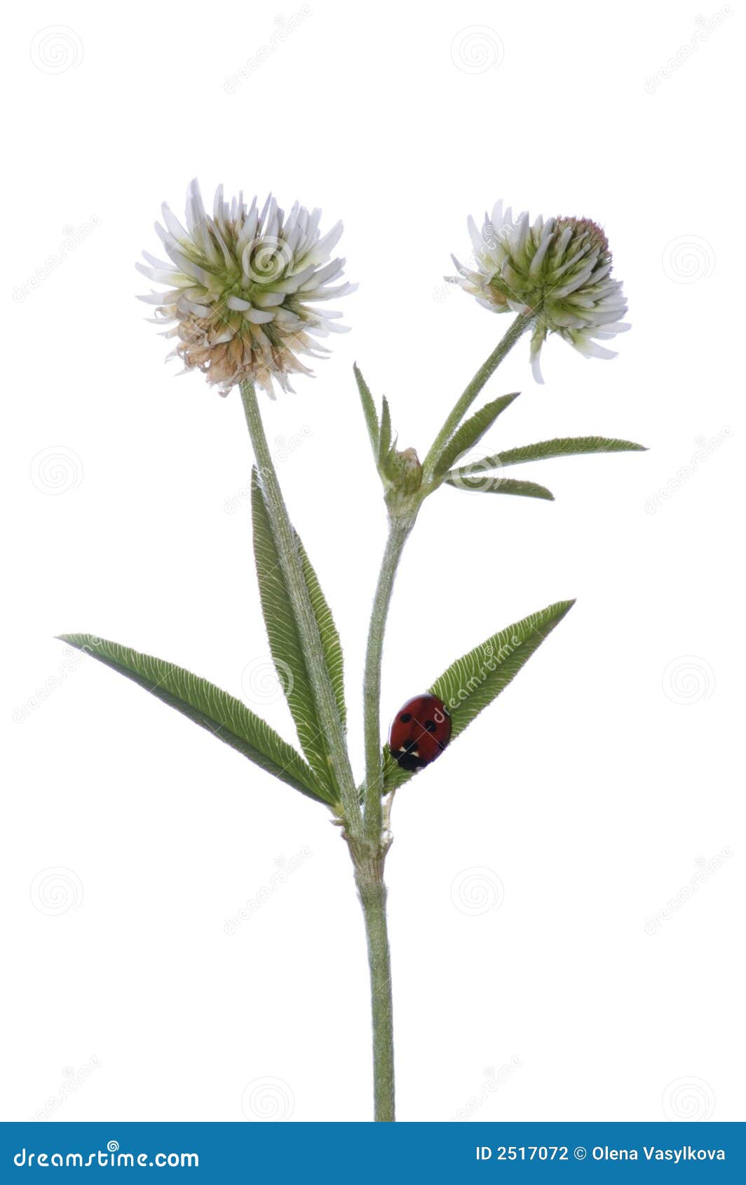 Clover flowers stock photo. Image of botany, plant, garden - 2517072