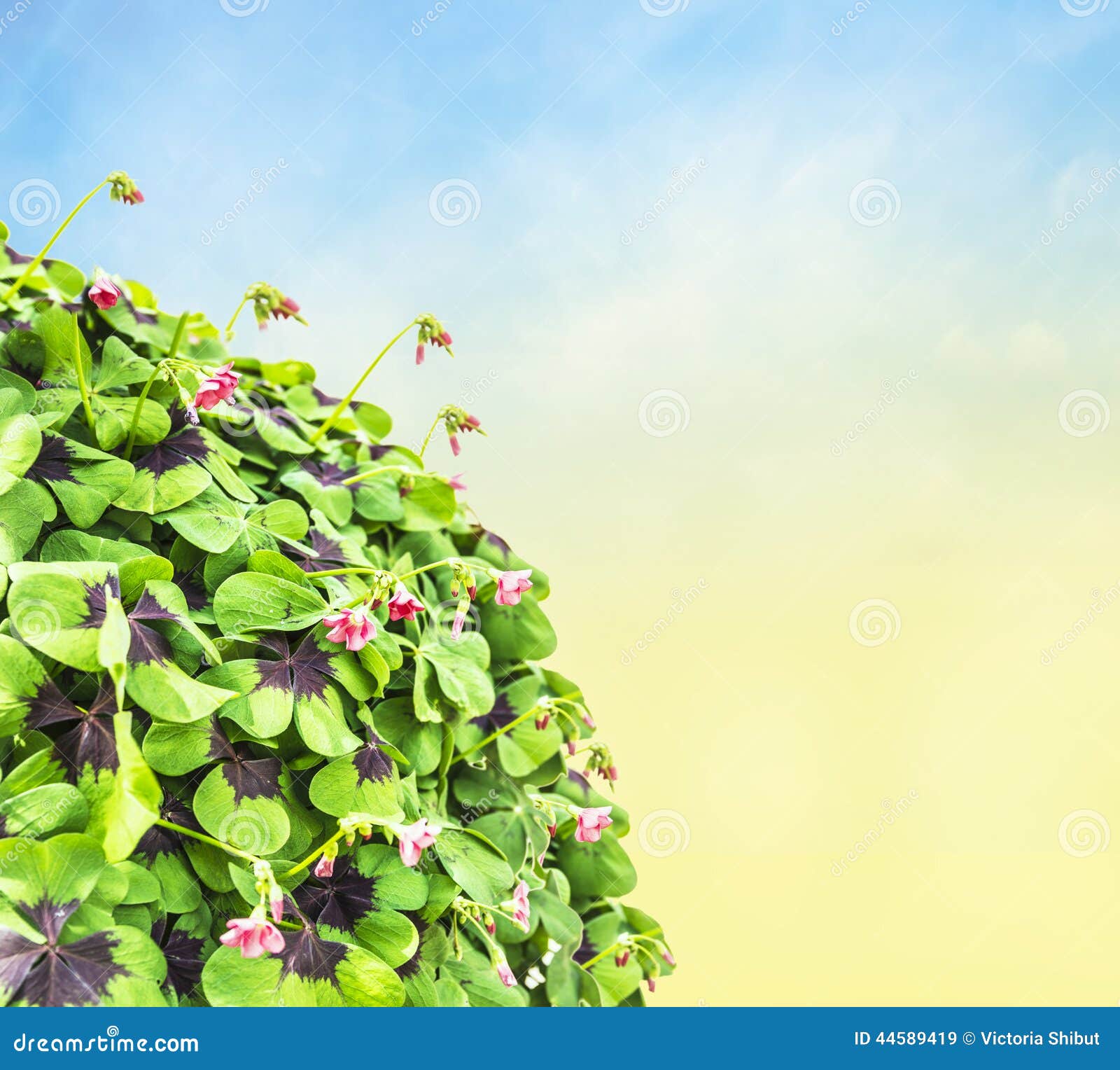 Clover Flowers on Blue Sky Background Stock Image - Image of field ...