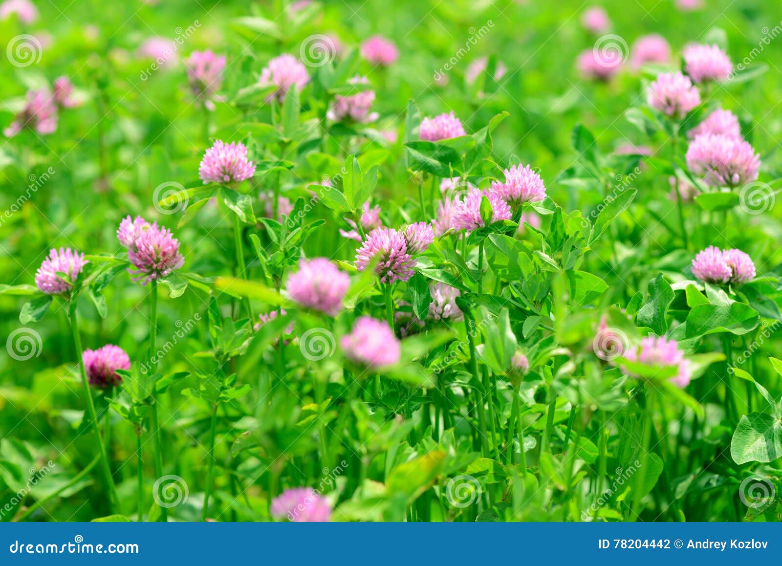 Clover Flowers in the Field Stock Photo - Image of graded, melliferous: 78204442