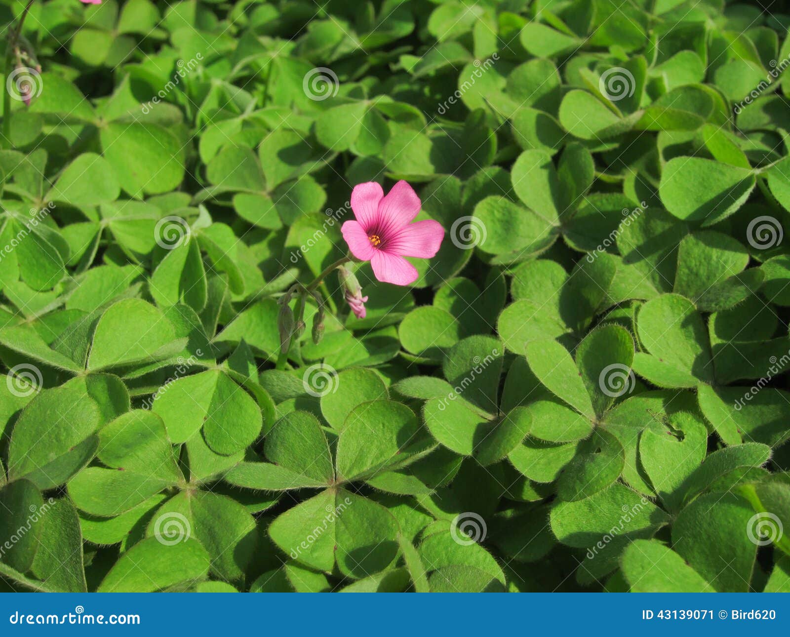 Clover flowers stock image. Image of nature, wall, flowers - 43139071