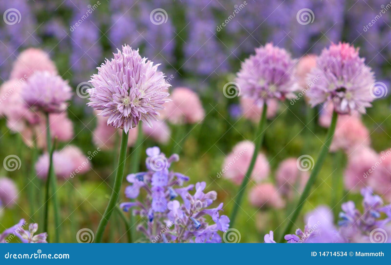 Clover flowers in garden stock photo. Image of beauty - 14714534