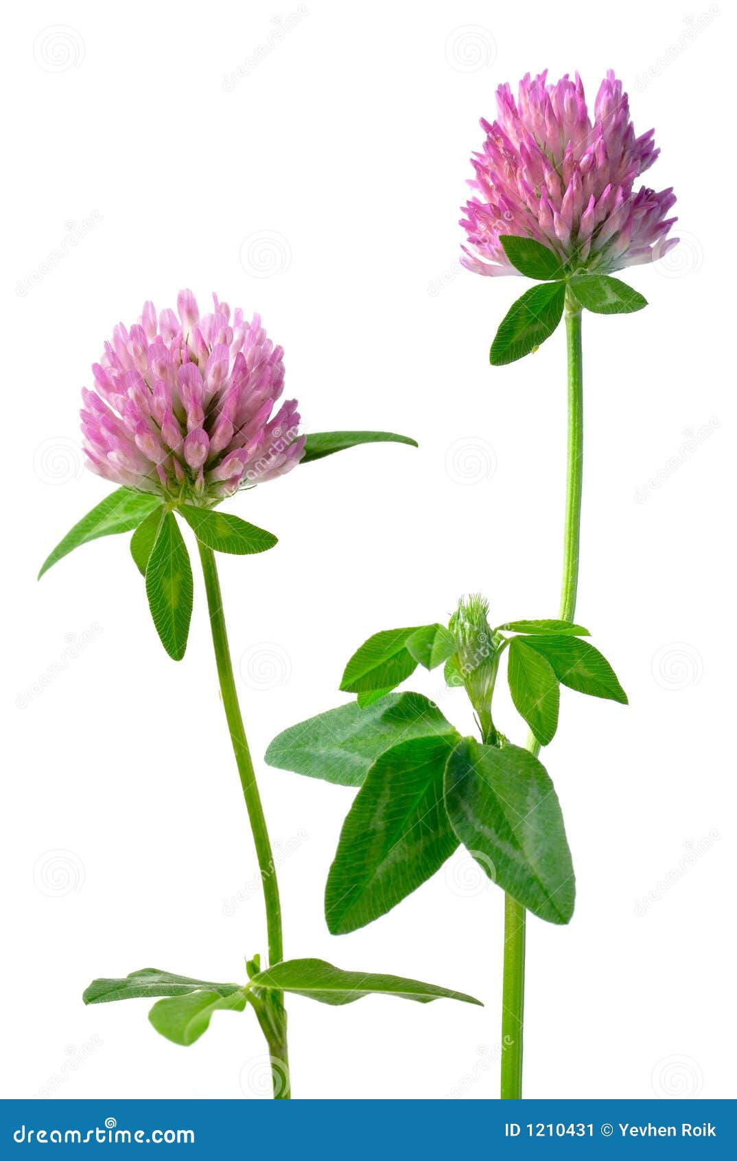 Clover flowers isolated stock image. Image of blossom - 1210431
