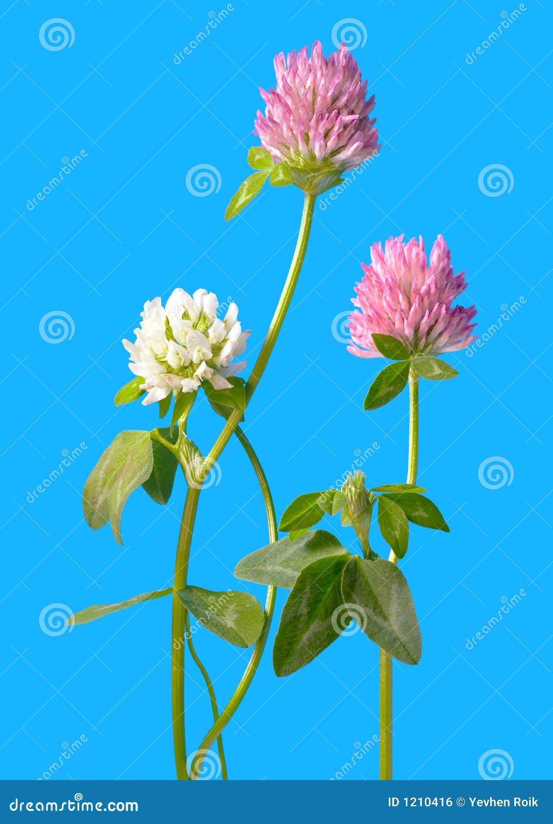 Clover Flowers Stock Image | CartoonDealer.com #147504811