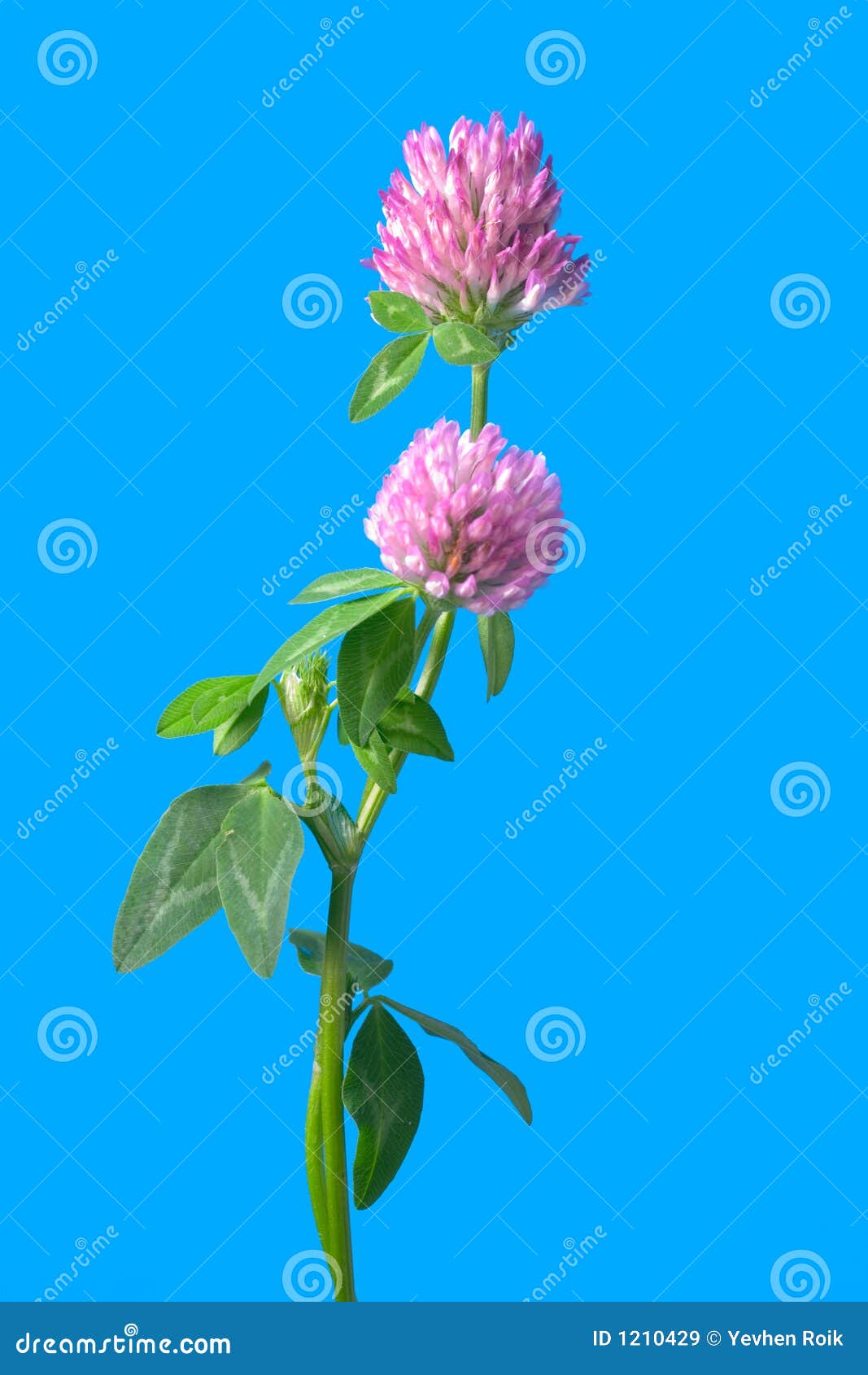 Clover Flowers Isolated on Blue Stock Image - Image of green, color ...