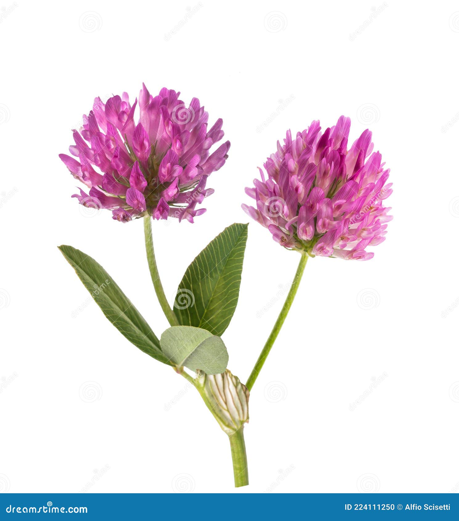 Clover flowers stock photo. Image of herbal, bloom, trefoil - 224111250
