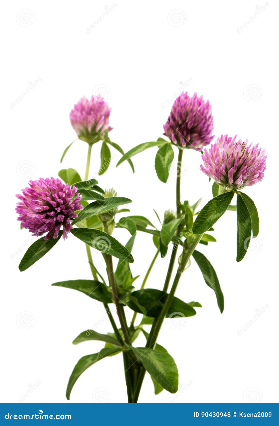 Clover flowers isolated stock photo. Image of closeup - 90430948