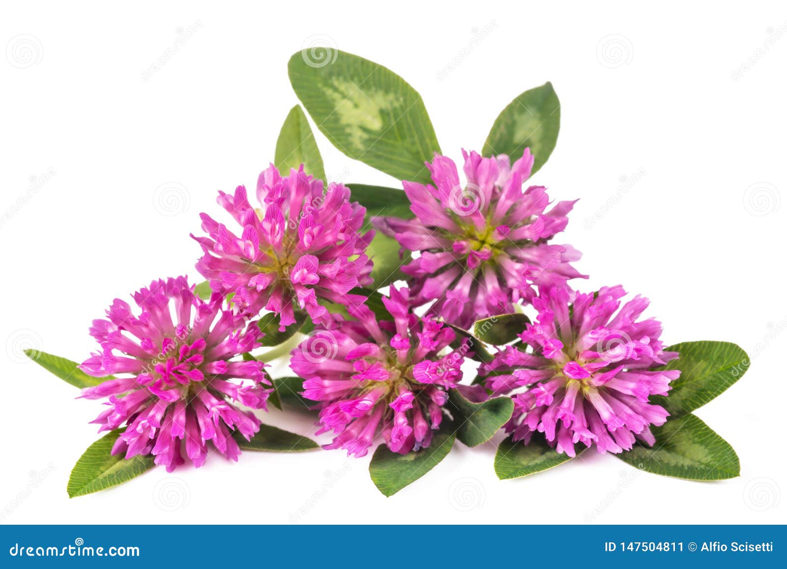 Clover Flowers Bouquet Stock Image | CartoonDealer.com #200493535