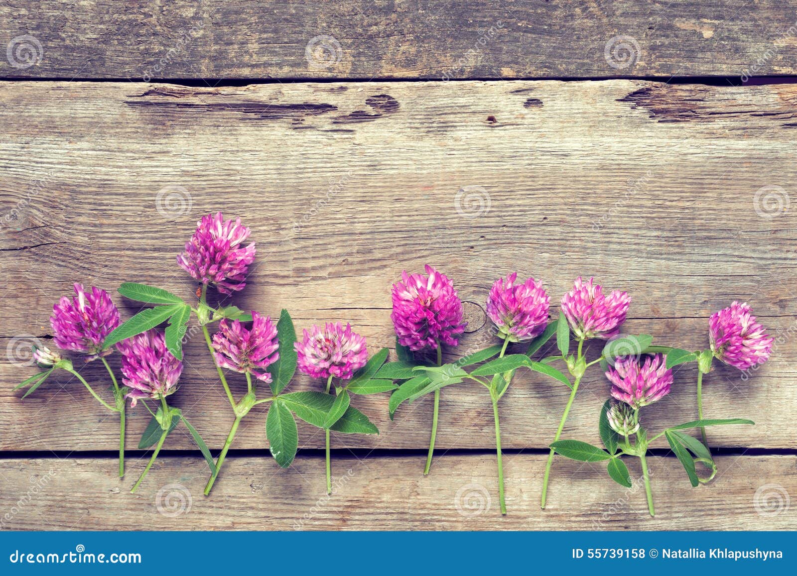 Clover Flowers on Wooden Background Stock Photo - Image of harvesting ...
