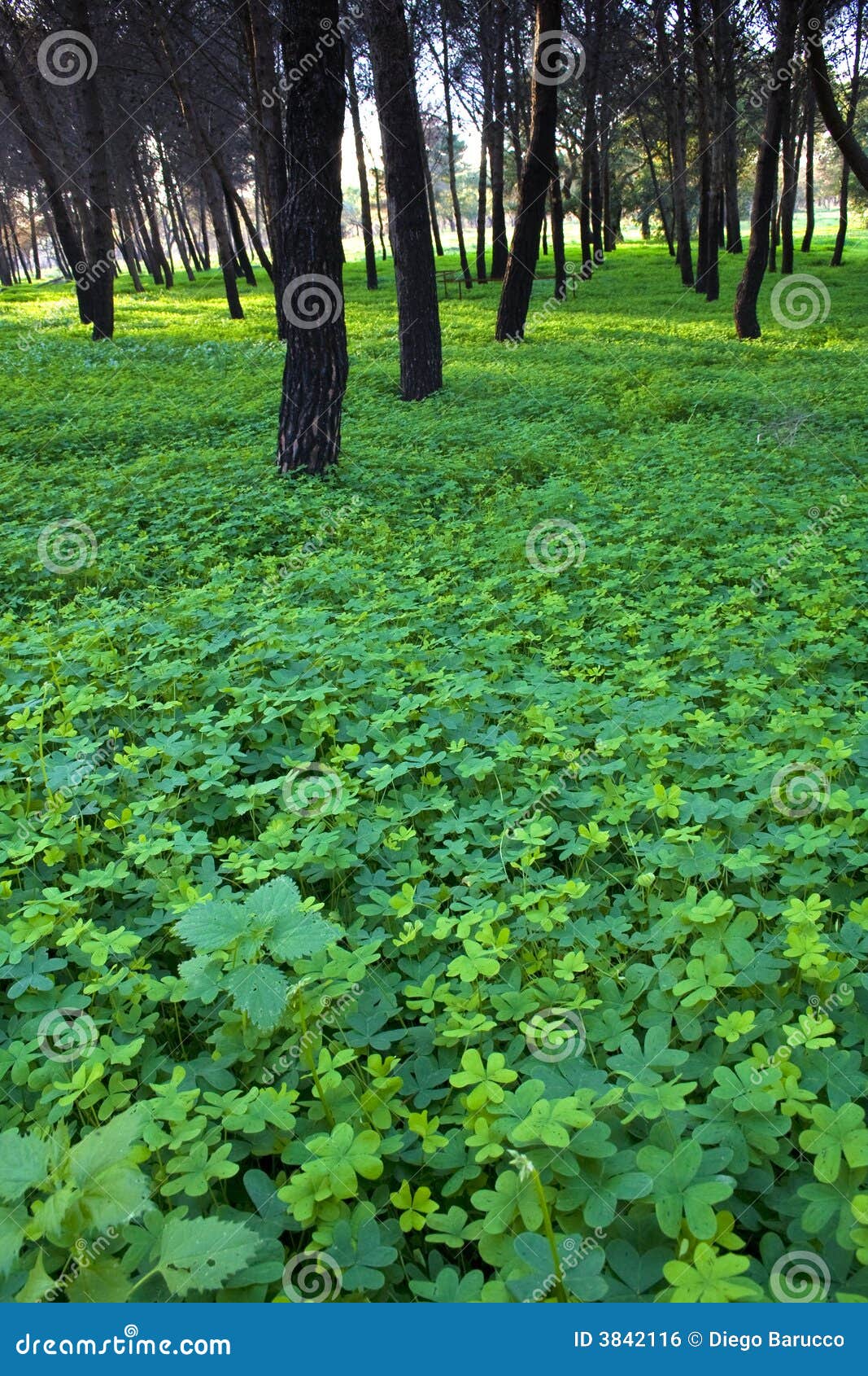Clover In A Forest Picture. Image: 3842116