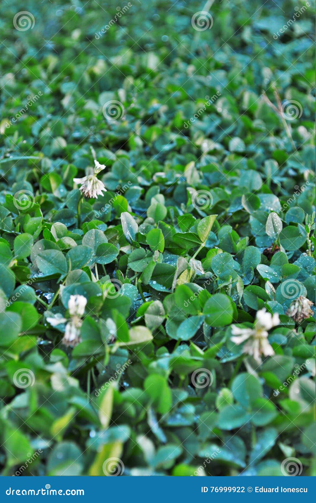 Clover stock photo. Image of background, close, drops - 76999922