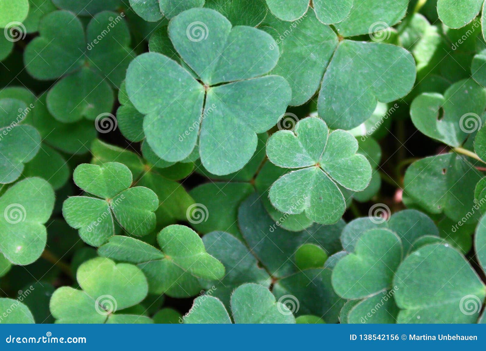 Clover in the forest stock photo. Image of nature, plant - 138542156