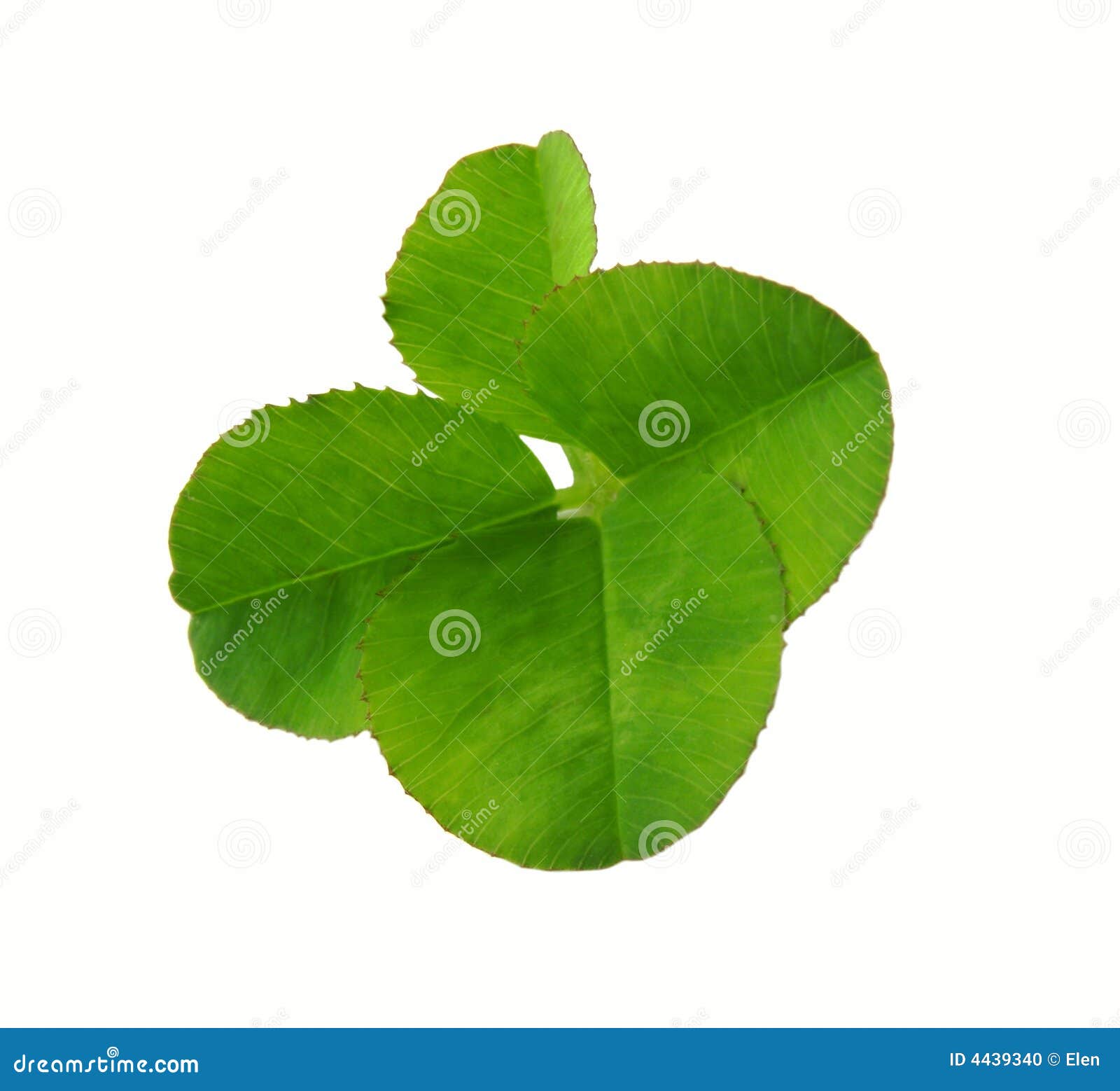Clover of four leaves stock photo. Image of seasonal, green - 4439340