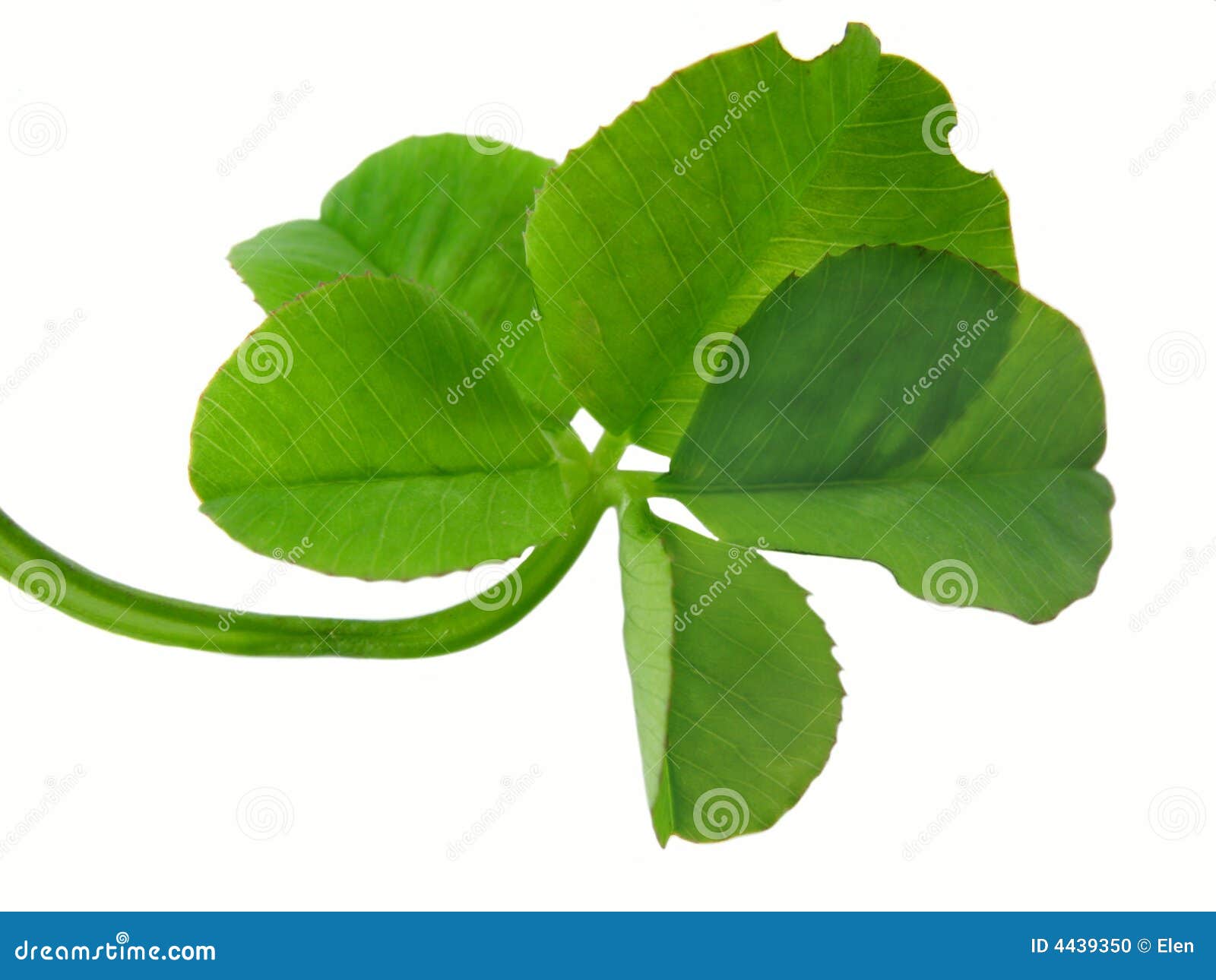 Clover of four leaves stock photo. Image of festival, grass - 4439350
