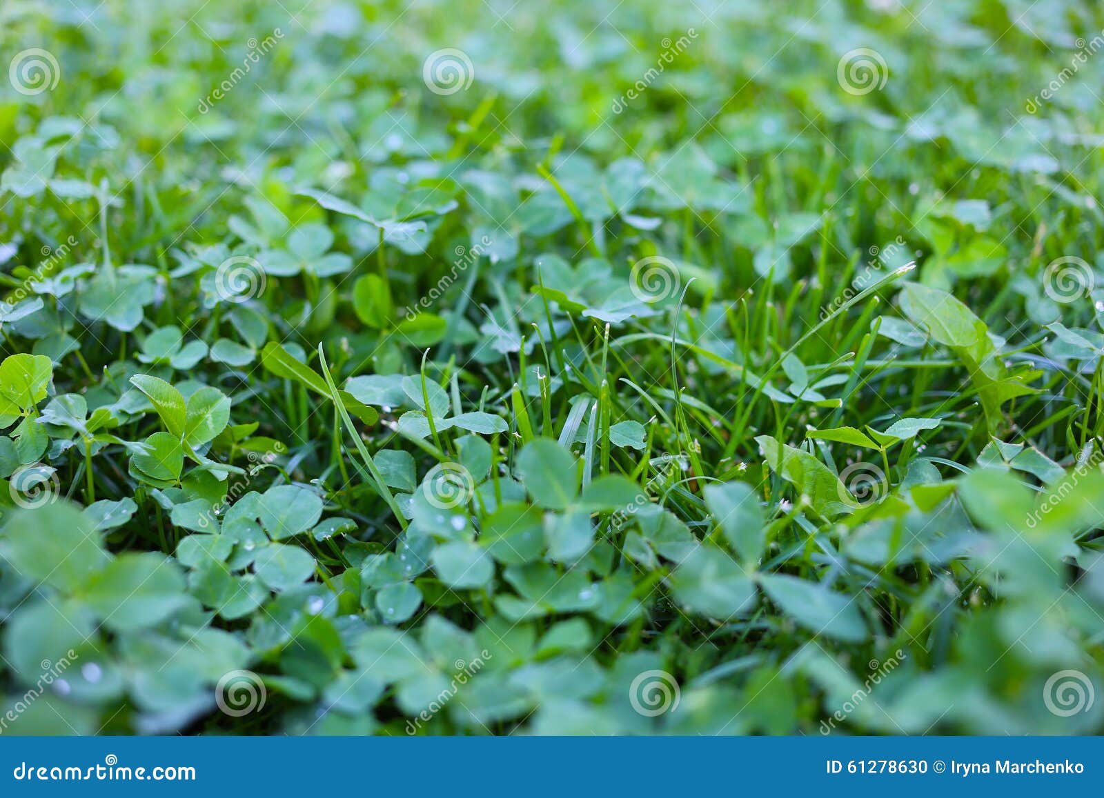 Clover garden stock photo. Image of lawn, gardening, grass - 61278630
