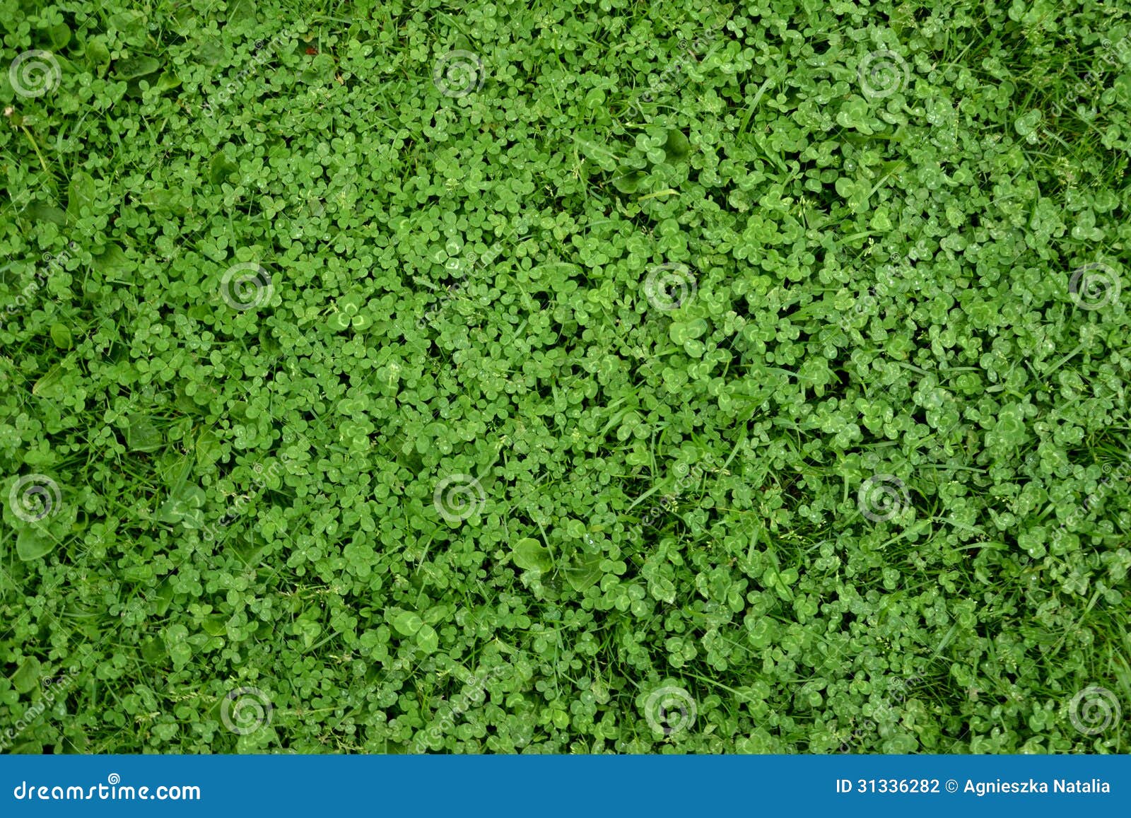 Clover Grass Texture Royalty-Free Stock Image | CartoonDealer.com #31336282