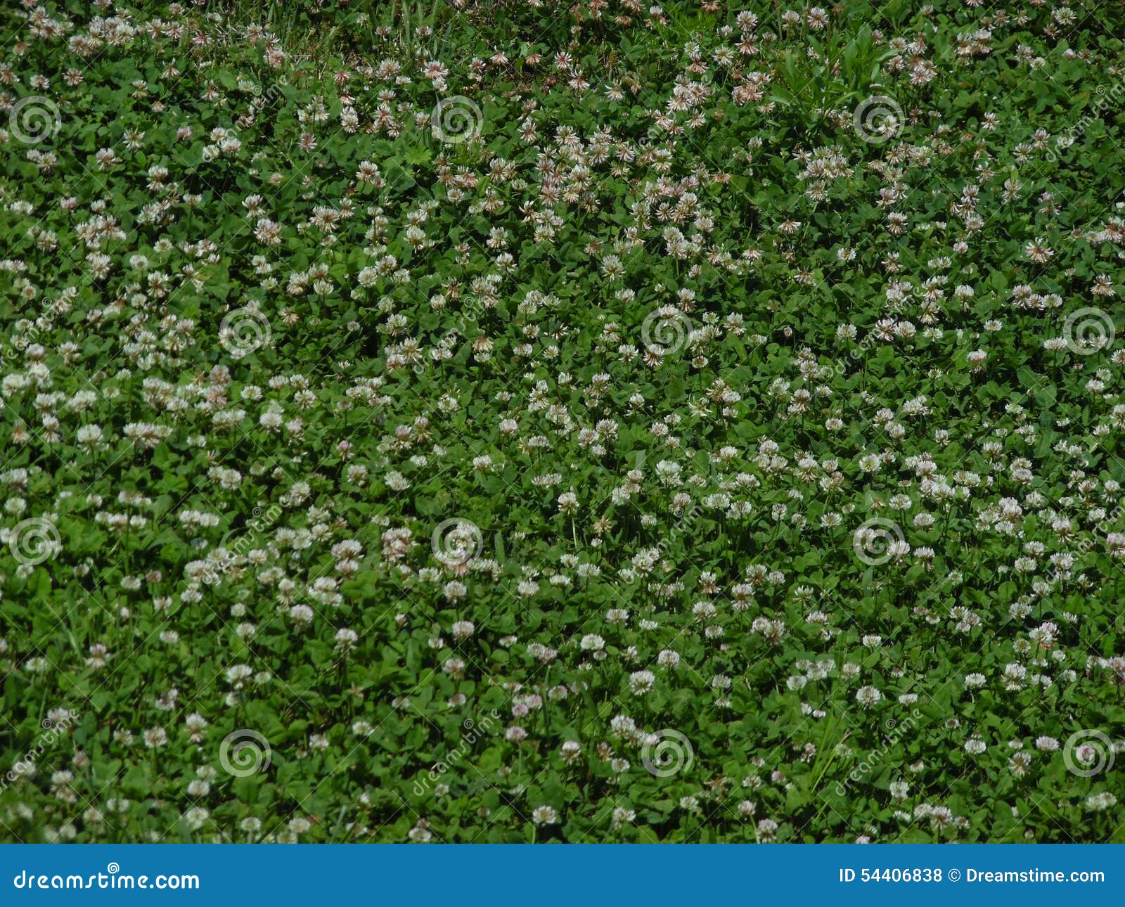 Clover Grass Texture Royalty-Free Stock Image | CartoonDealer.com #31336282