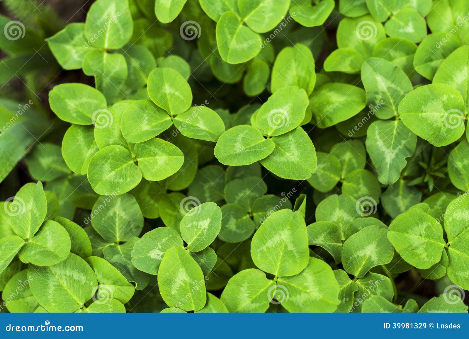 Clover green background stock image. Image of background - 39981329