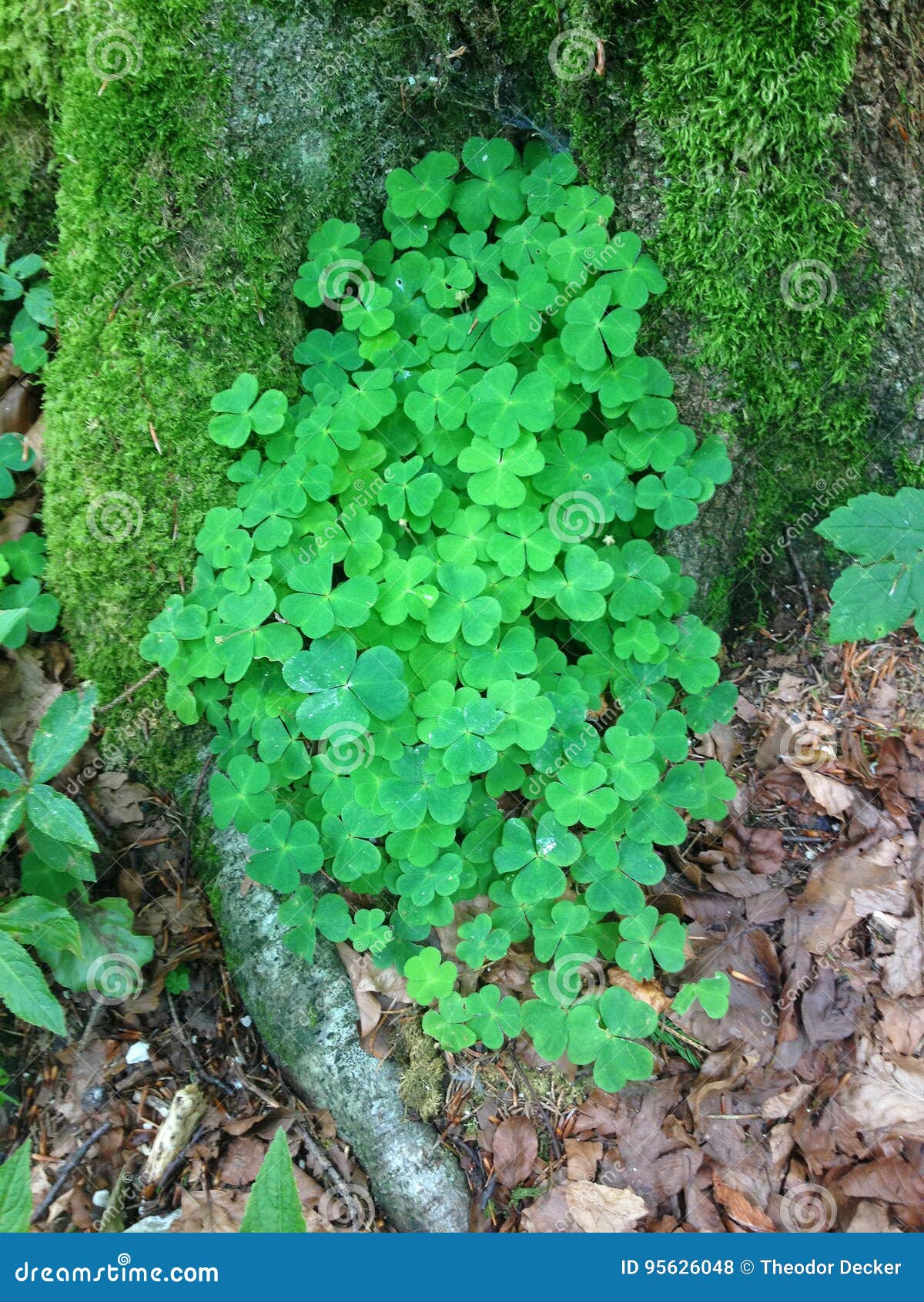 Clover stock photo. Image of summer, tree, plant, luck - 95626048