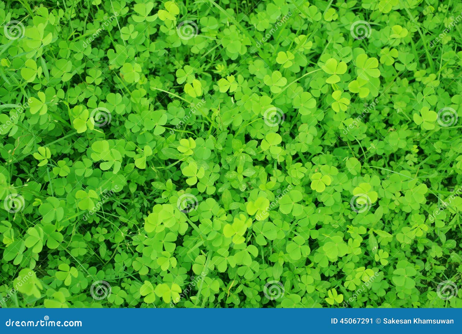 Clover stock image. Image of herb, ground, plant, clover - 45067291