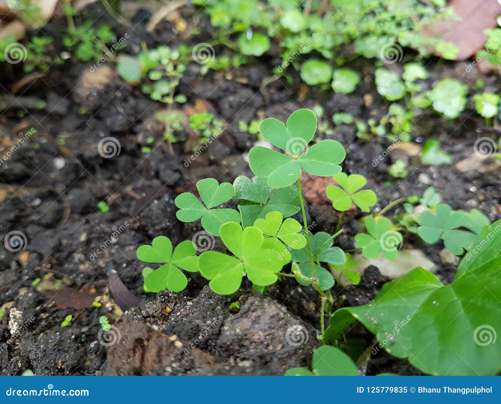 Clover on the ground stock image. Image of plant, clover - 125779835