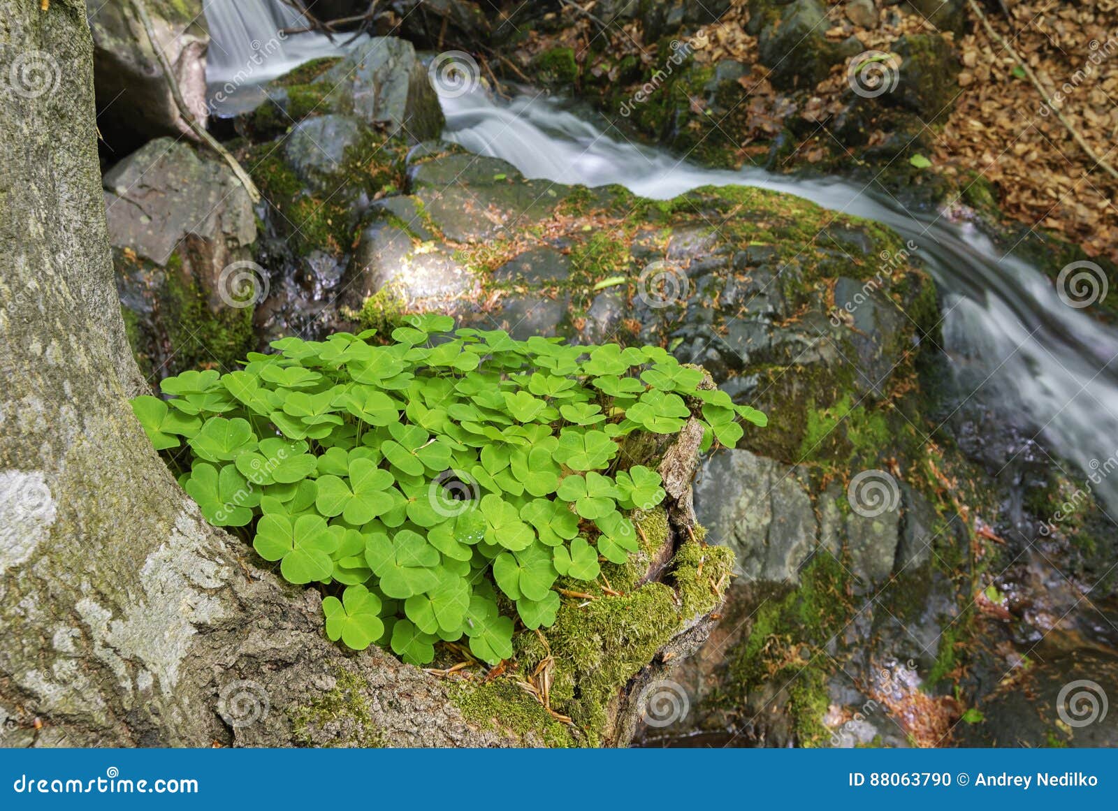 Clover Grows at the Base of a Tree, on the Bank of a Mountain Stream ...