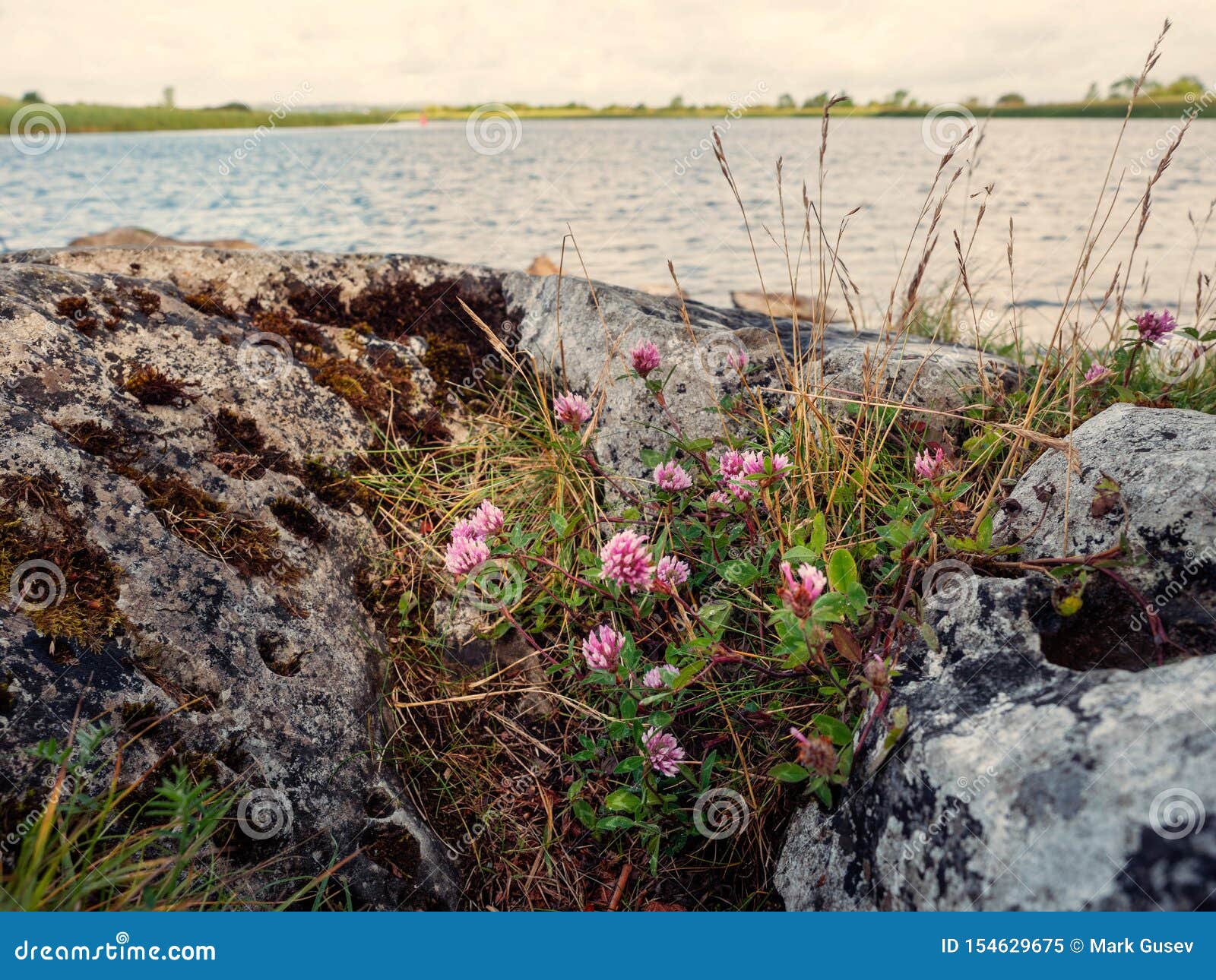 Clover Grows by a River on a Stone. Selective Focus Stock Image - Image ...