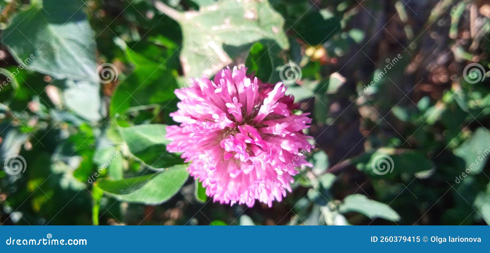 Clover Growth Grows in Nature. Stock Image - Image of rose, tree: 260379415