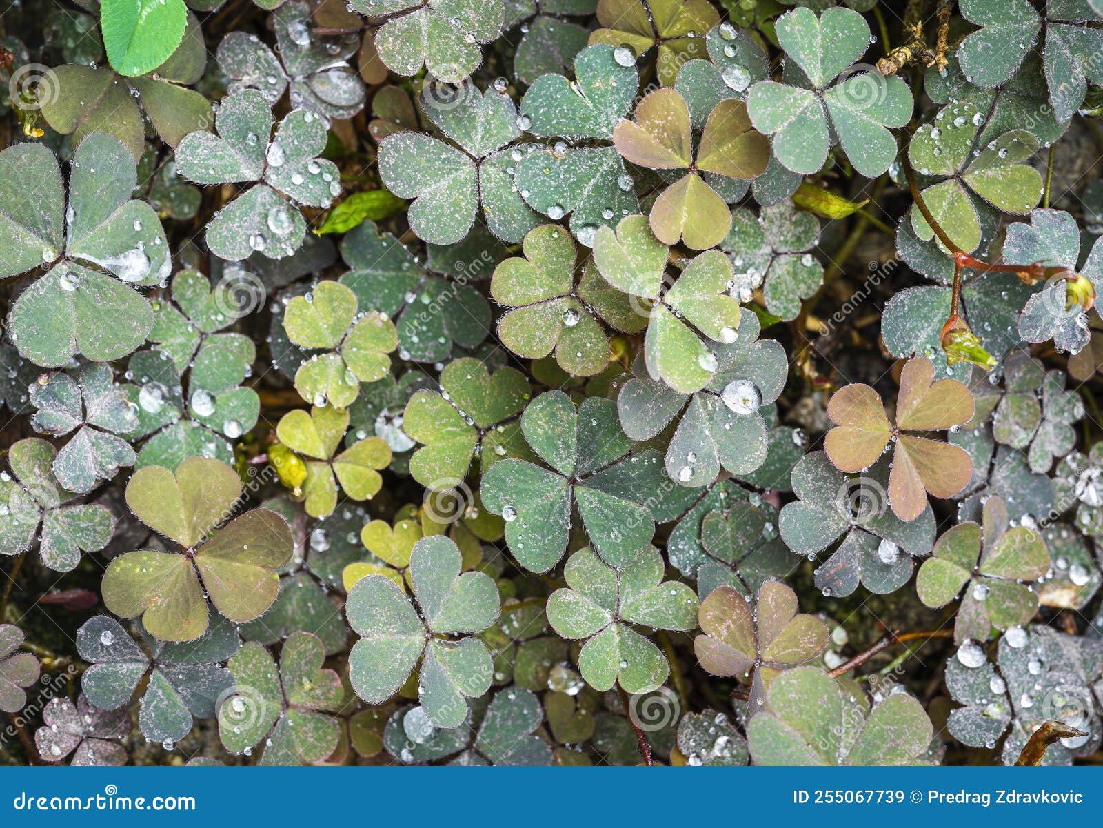 Clover with Heart Shaped Leaves Stock Image - Image of gratitude ...