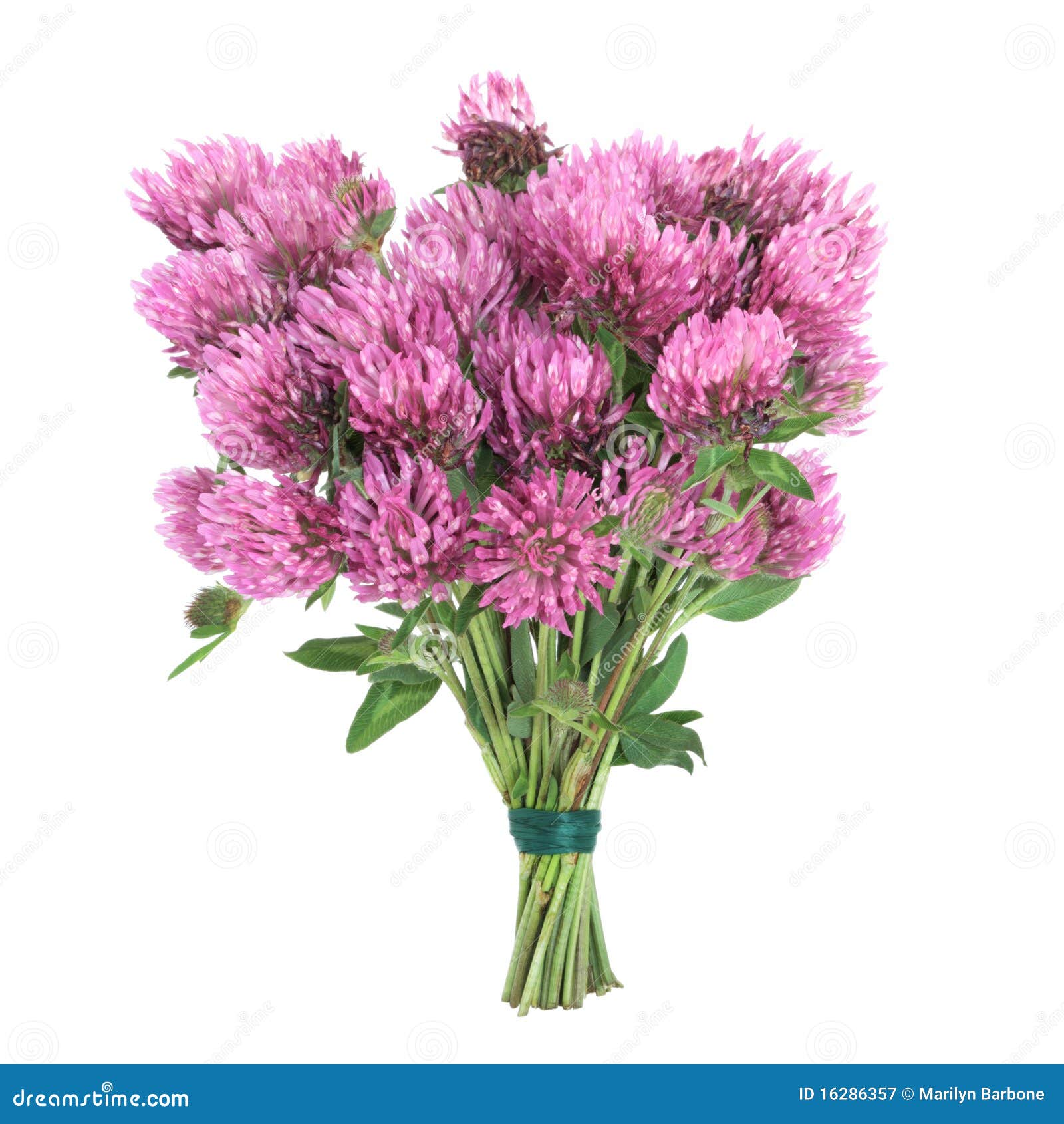 Herb And Flower Border Royalty-Free Stock Photography | CartoonDealer ...