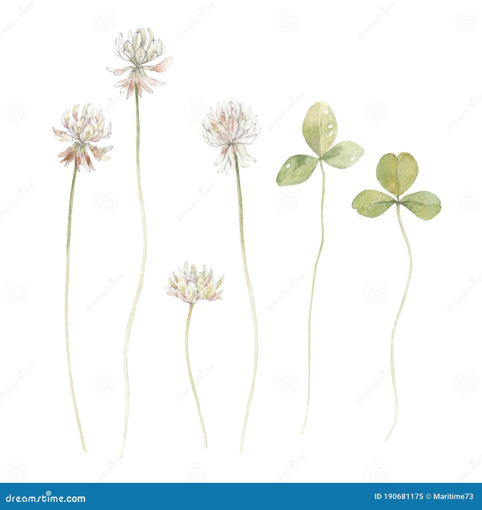 Clover, Isolated Elements for Design on a White Background. Watercolor ...